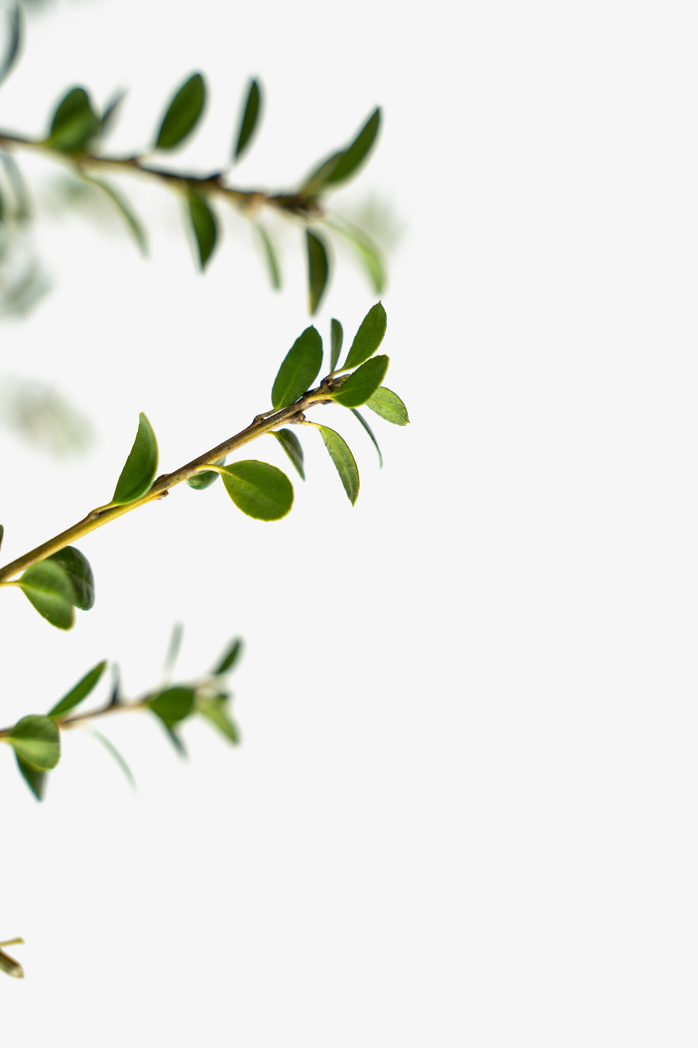 Steeds Upright Japanese Holly For Sale Online | The Tree Center