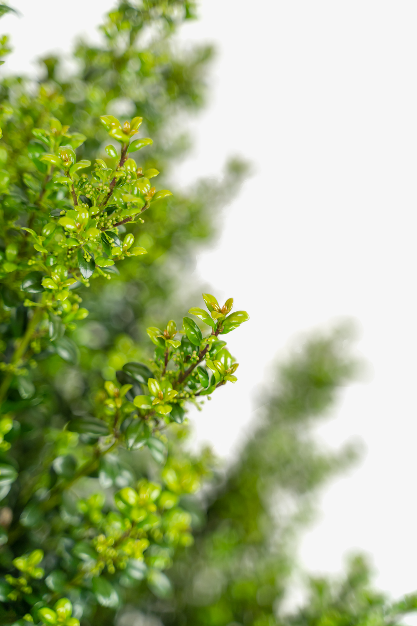 Steeds Upright Japanese Holly For Sale Online | The Tree Center