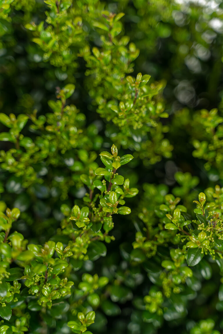 Steeds Upright Japanese Holly For Sale Online | The Tree Center