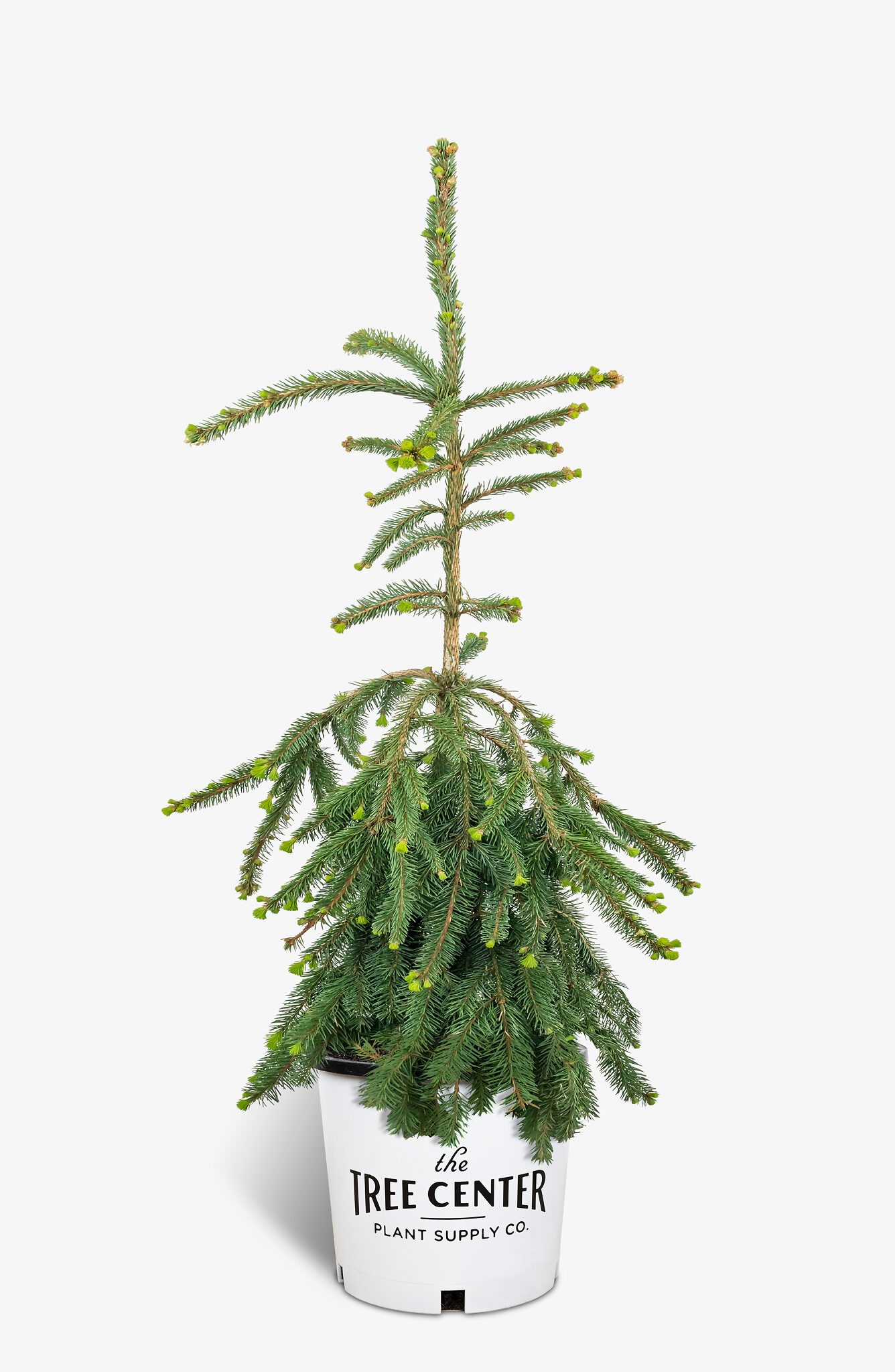 Weeping Norway Spruce For Sale Online | The Tree Center