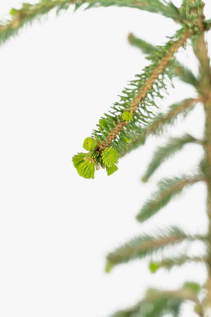 Weeping Norway Spruce For Sale Online | The Tree Center