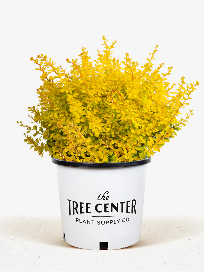Rose Glow, Rosy Glow Barberry | The Tree Center