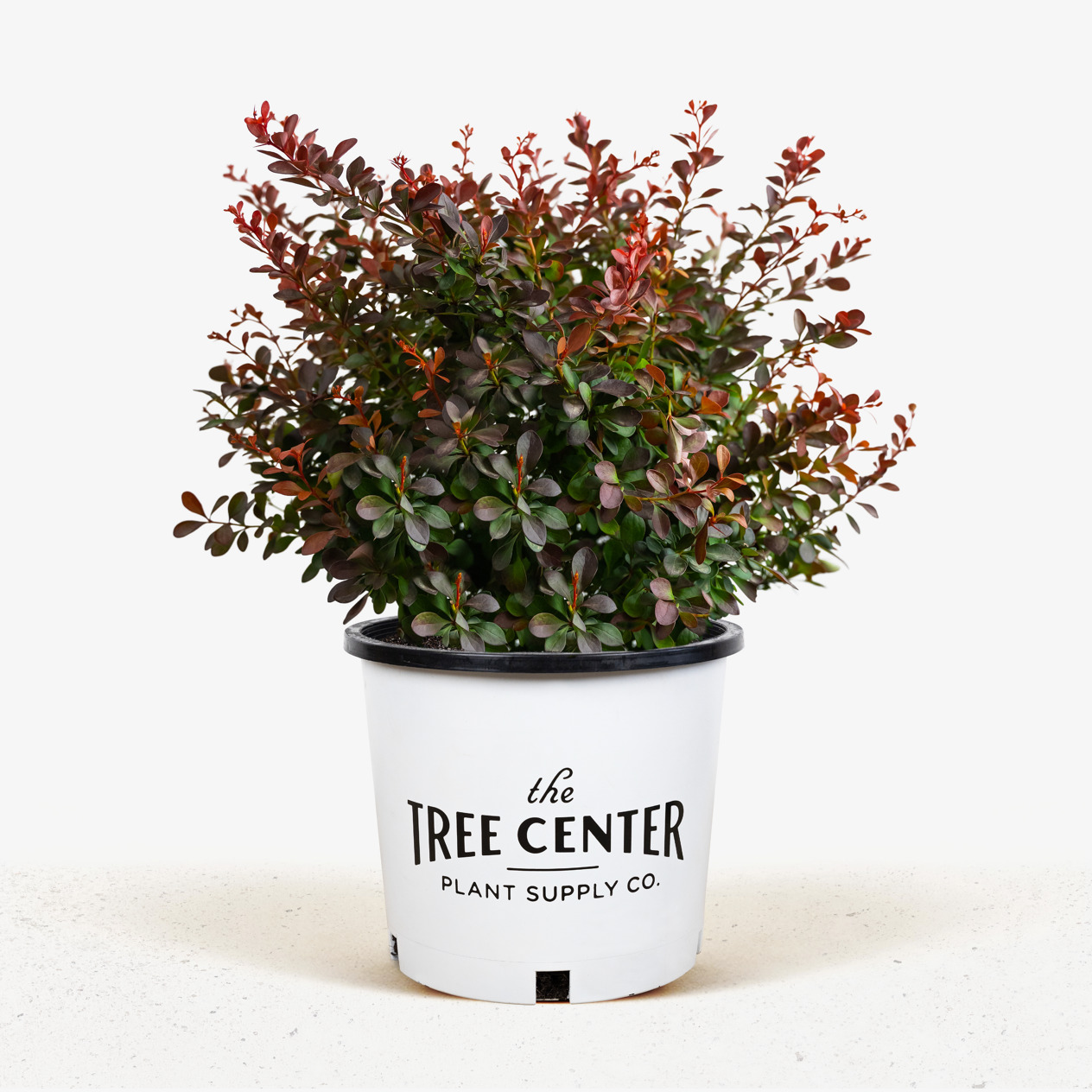 Crimson Pygmy Barberry | The Tree Center