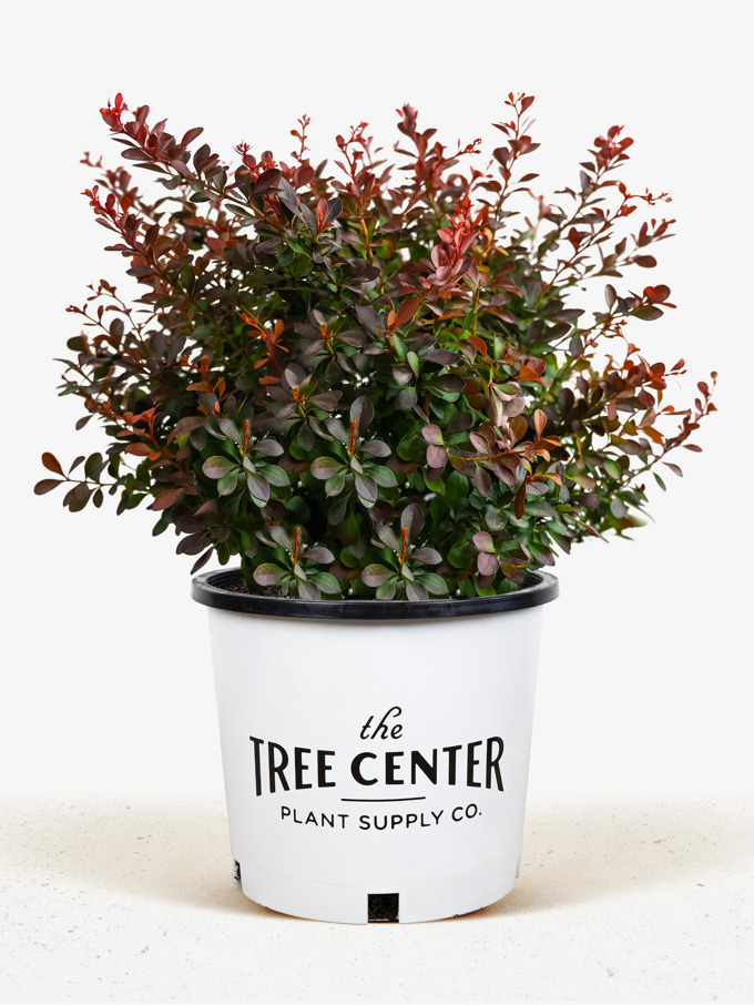Barberry Bush Shrubs For Sale Online | The Tree Center
