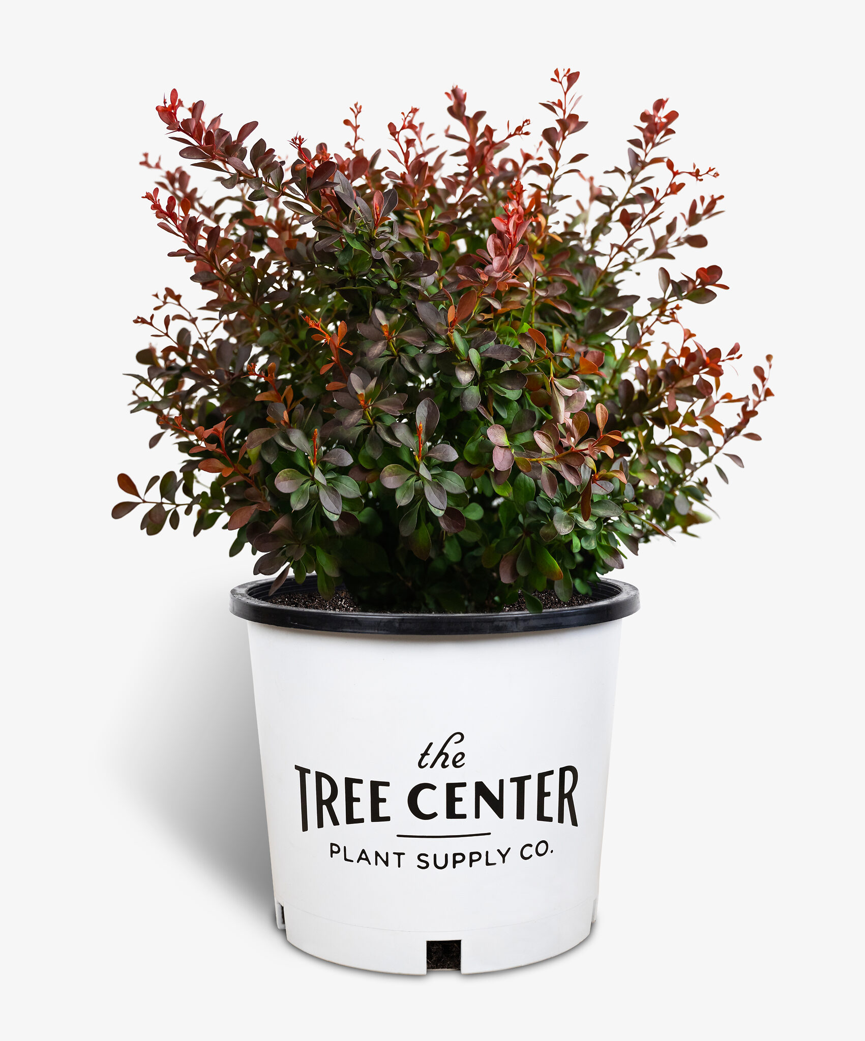 Crimson Pygmy Barberry | The Tree Center