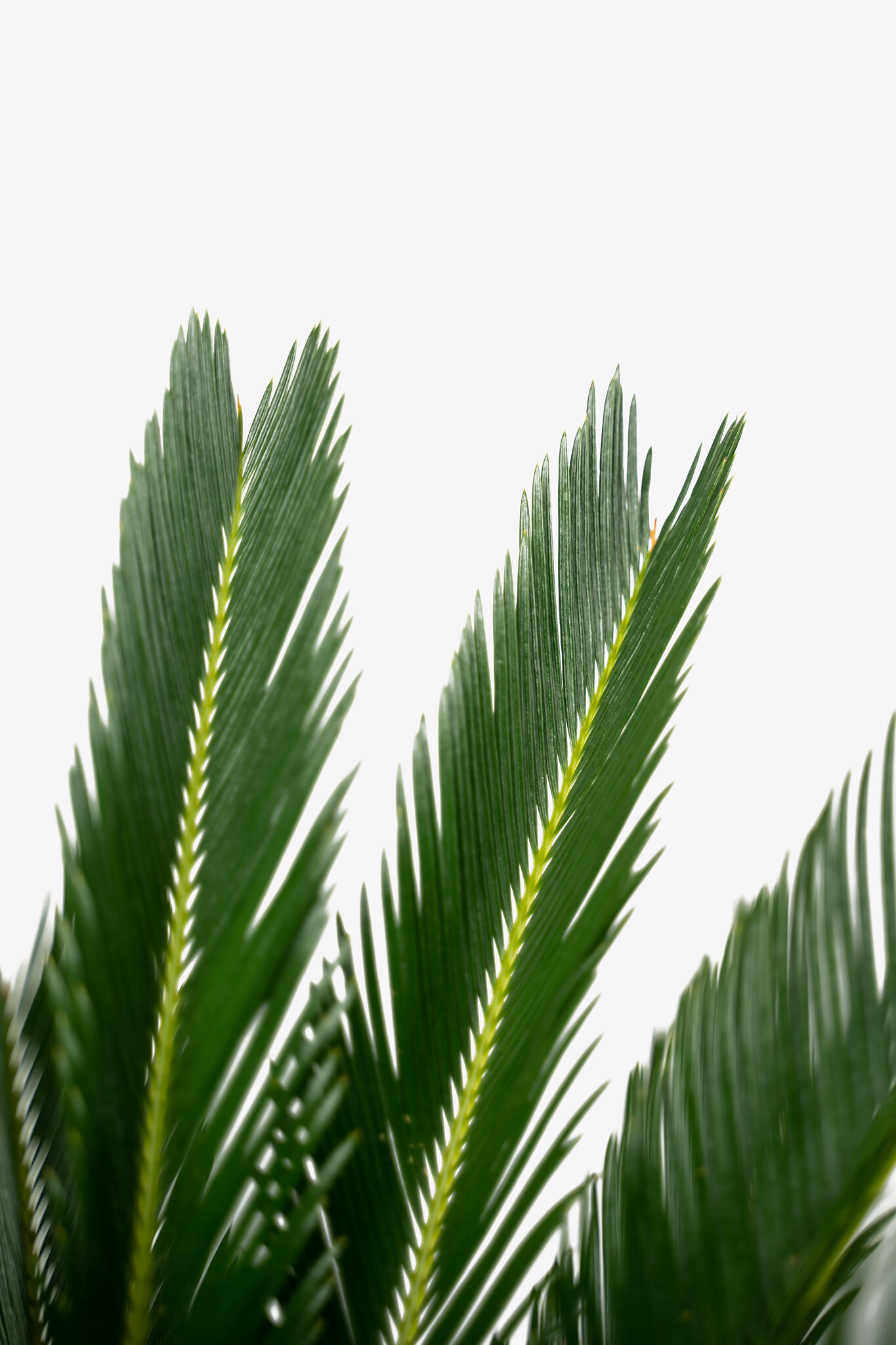 King Sago Palm Tree For Sale Online | The Tree Center