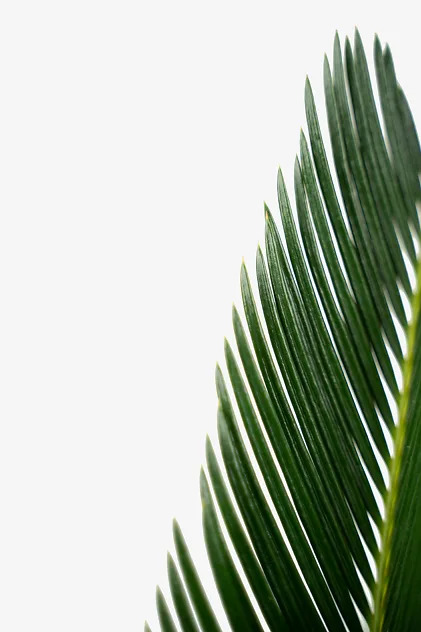King Sago Palm Tree For Sale Online | The Tree Center
