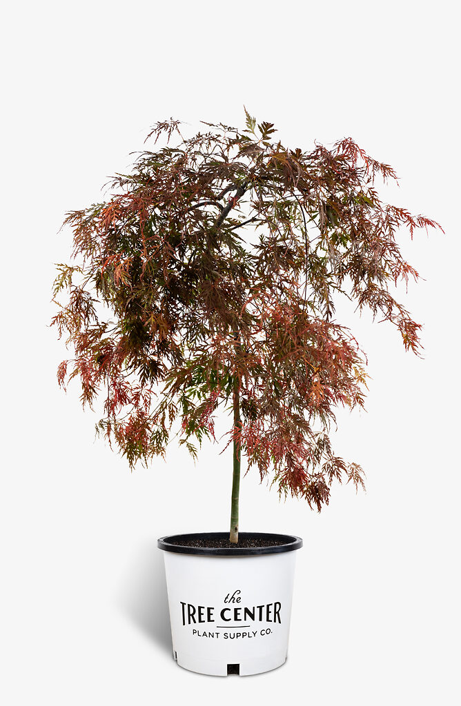 Orangeola Japanese Maple For Sale | The Tree Center