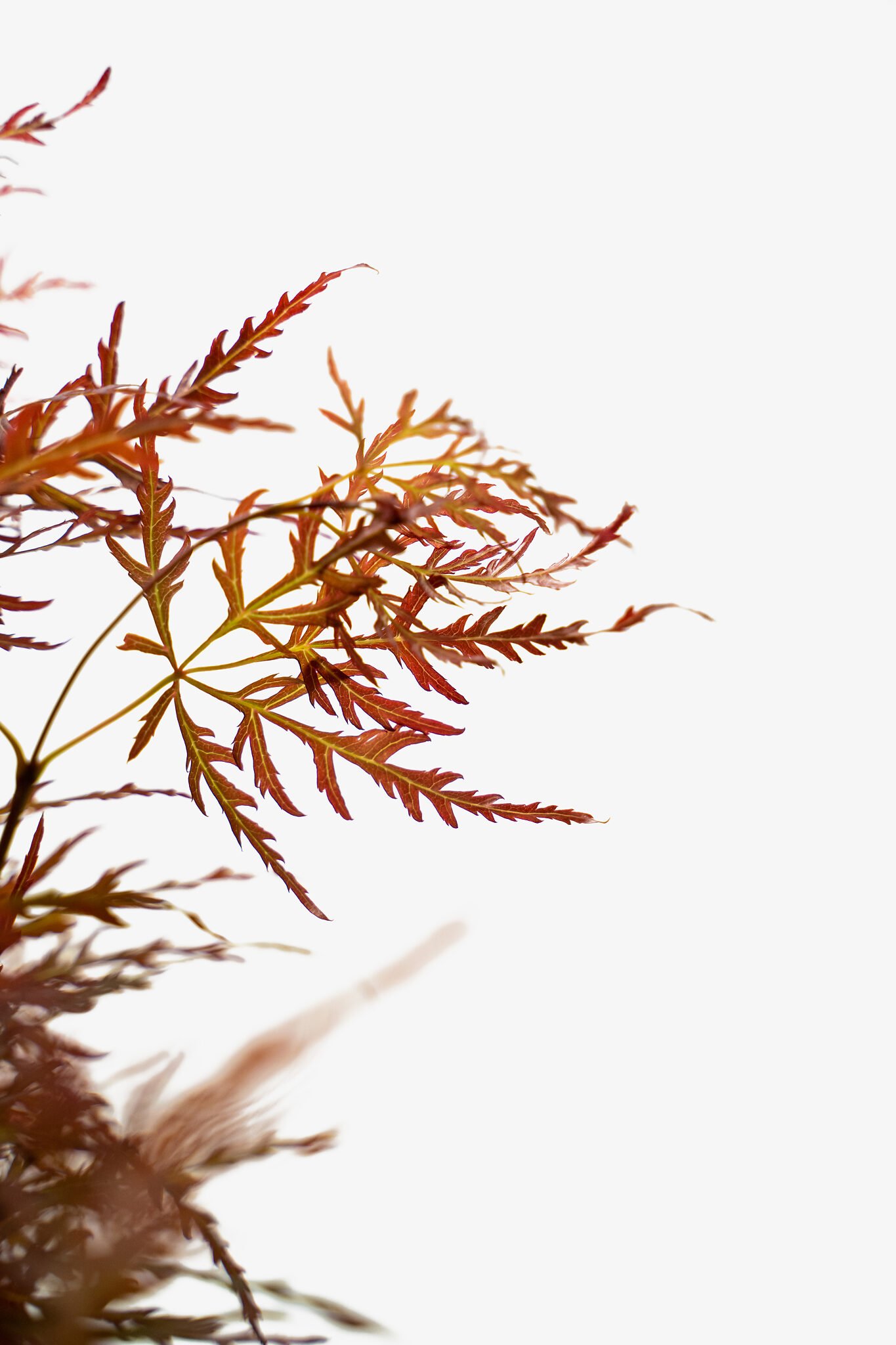 Orangeola Japanese Maple | Buy Orangeola Japanese Maple Tree Online