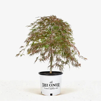 Orangeola Japanese Maple | Buy Orangeola Japanese Maple Tree Online