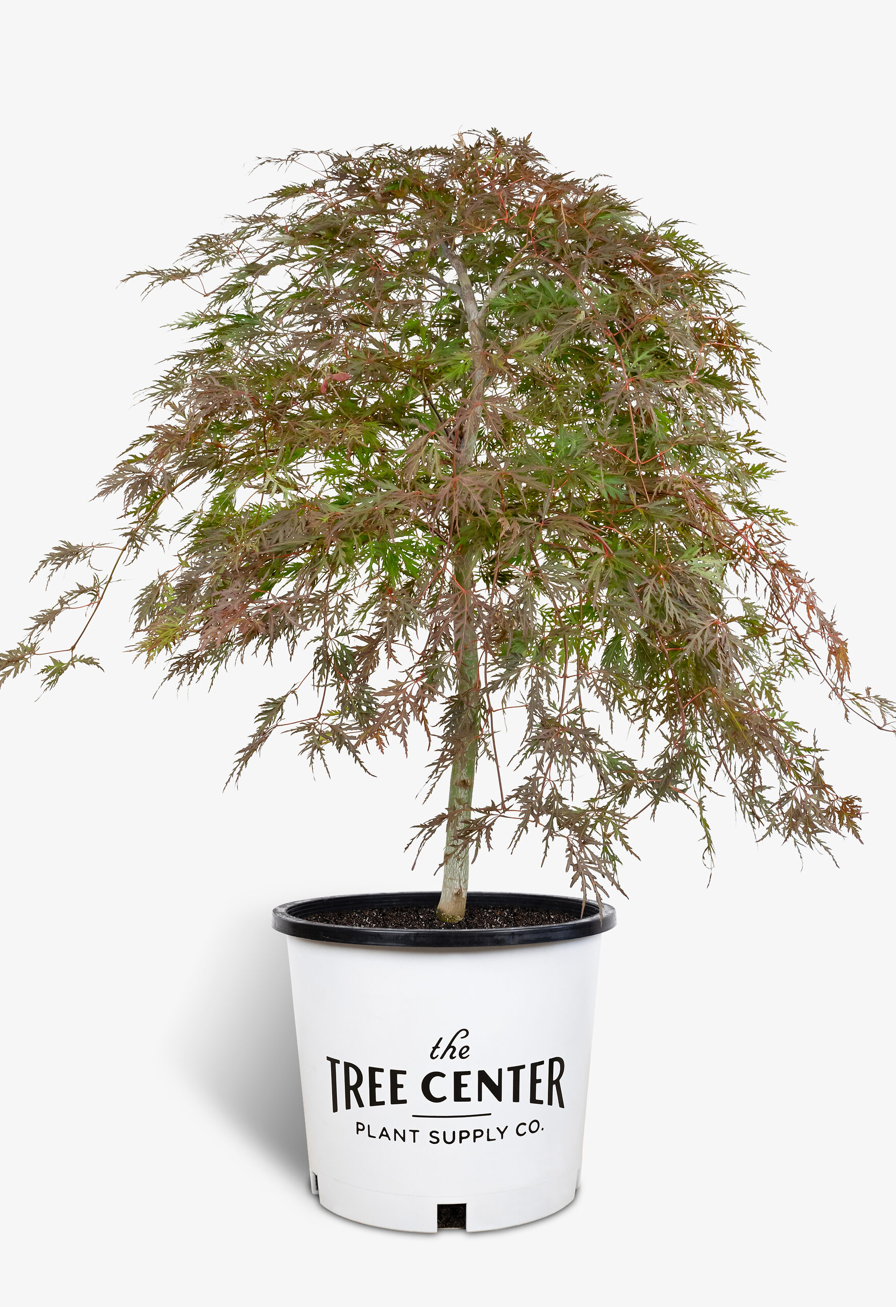 Orangeola Japanese Maple For Sale | The Tree Center