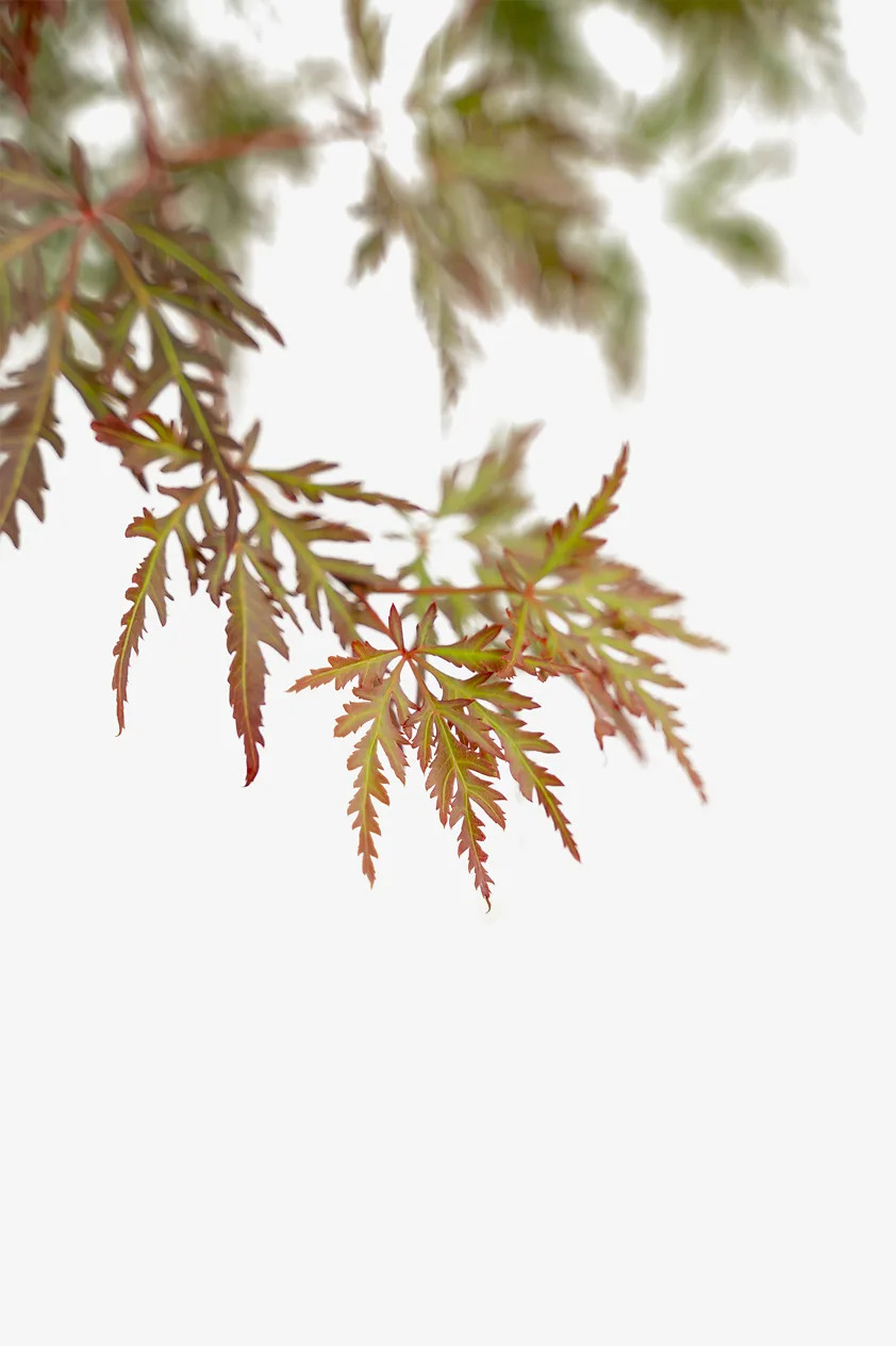 Orangeola Japanese Maple | Buy Orangeola Japanese Maple Tree Online