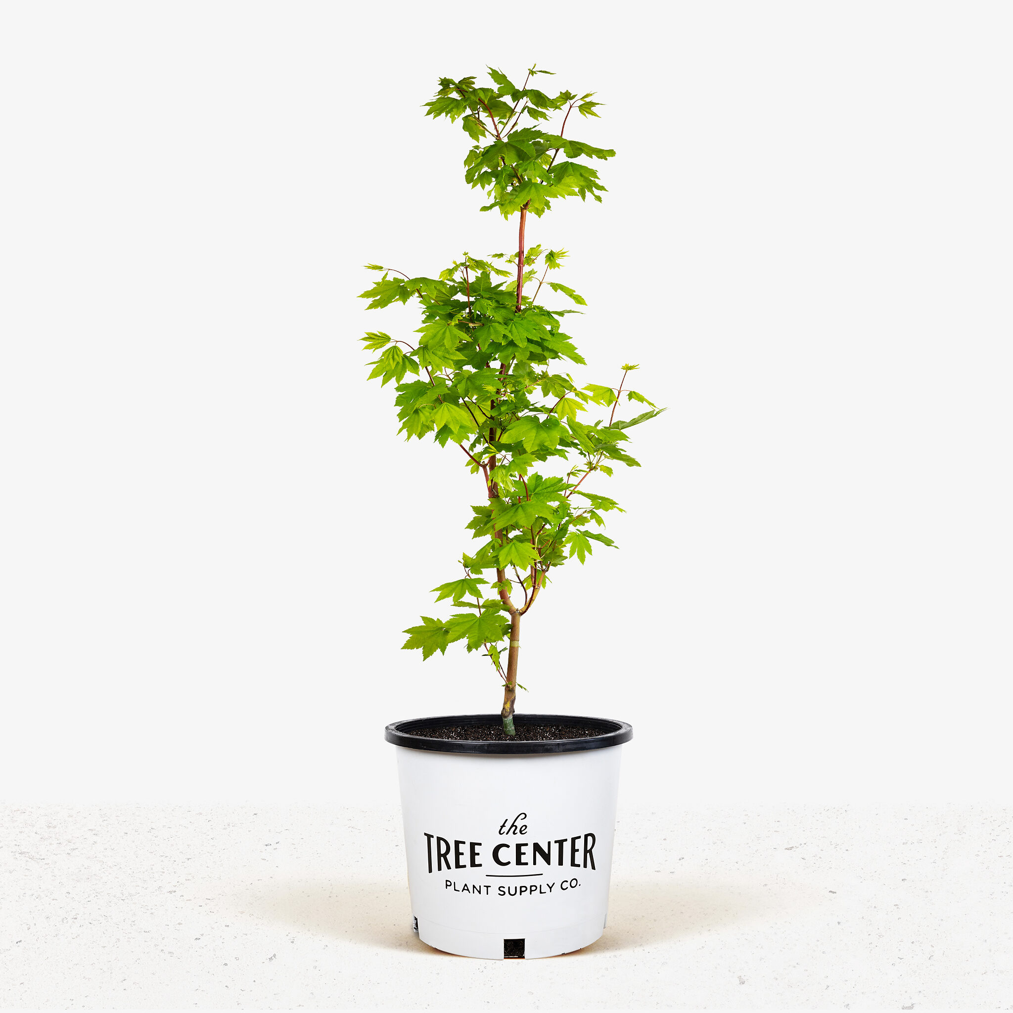 Pacific Fire Vine Maple For Sale Online | The Tree Center