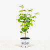Pacific Fire Vine Maple For Sale Online | The Tree Center