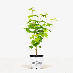 Pacific Fire Vine Maple For Sale Online | The Tree Center