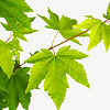 Pacific Fire Vine Maple For Sale Online | The Tree Center