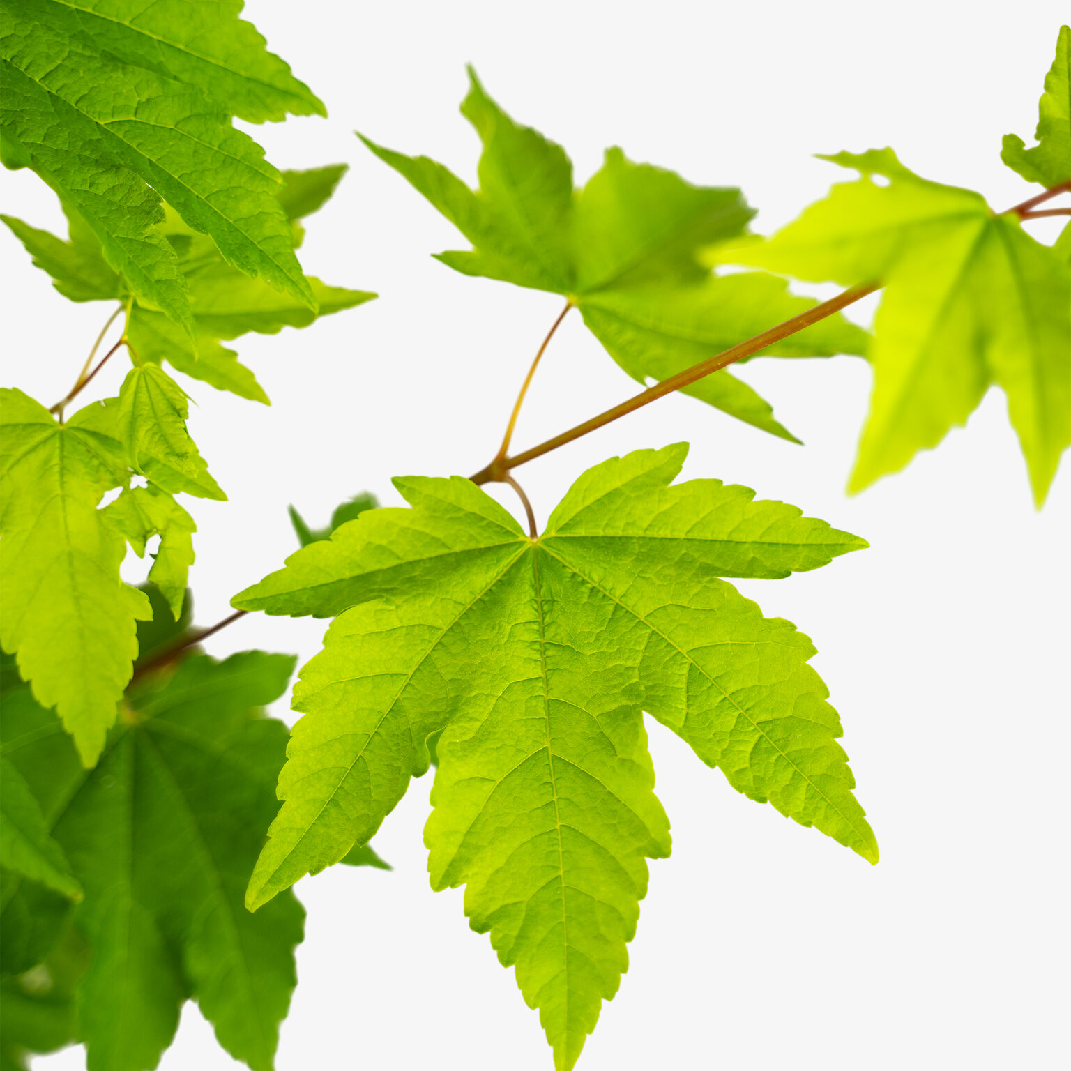 Pacific Fire Vine Maple For Sale Online | The Tree Center