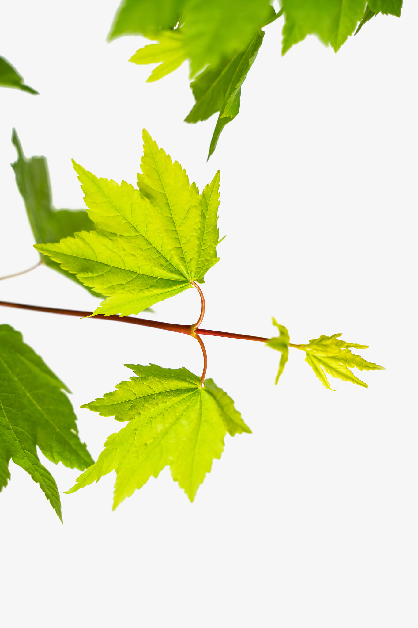 Pacific Fire Vine Maple For Sale Online | The Tree Center