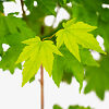 Pacific Fire Vine Maple For Sale Online | The Tree Center