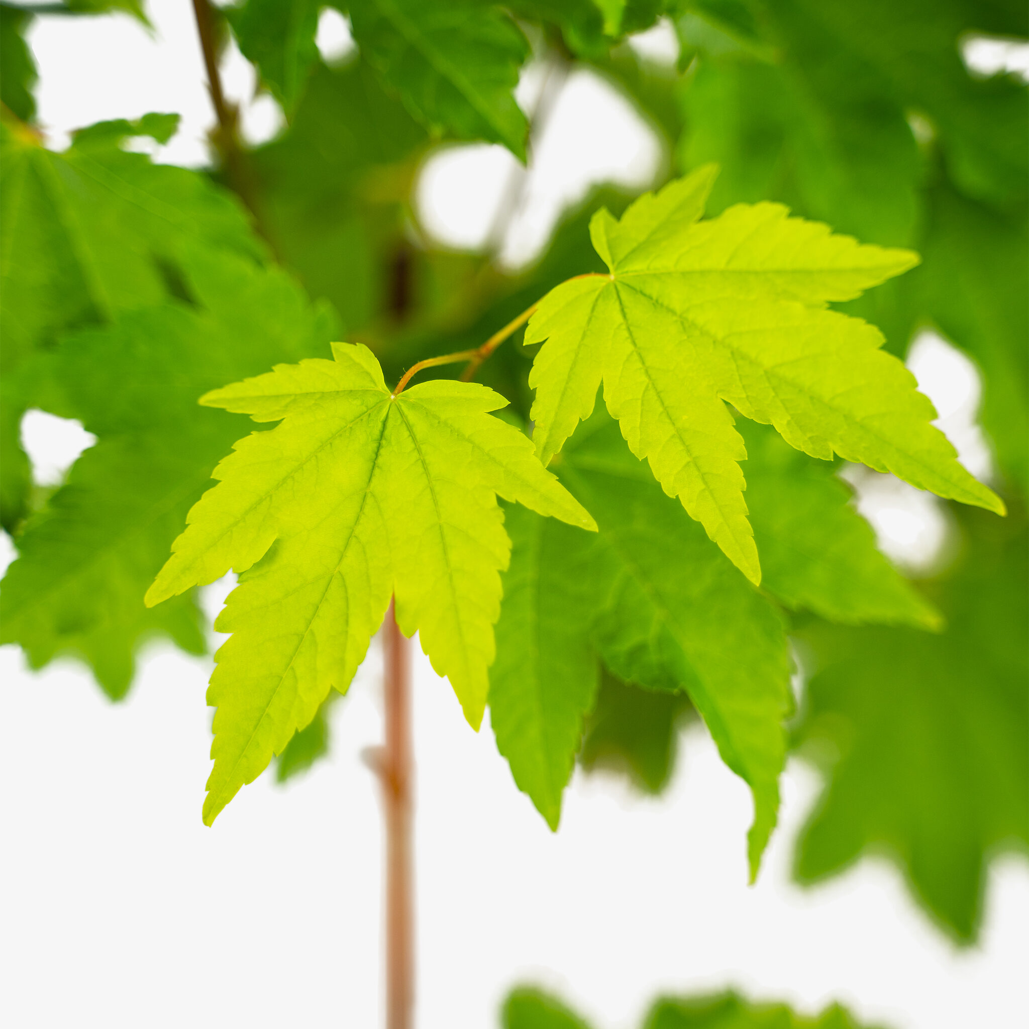 Pacific Fire Vine Maple For Sale Online | The Tree Center