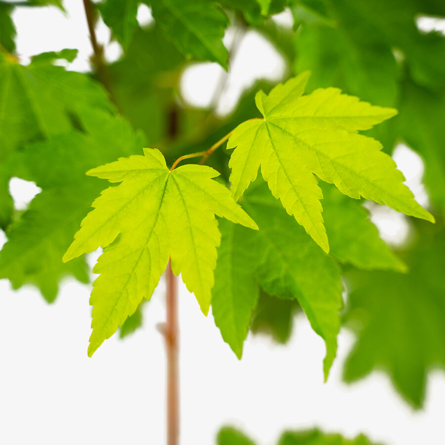 Pacific Fire Vine Maple For Sale Online | The Tree Center