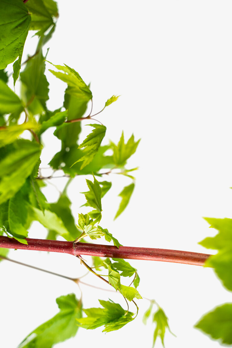 Pacific Fire Vine Maple For Sale Online | The Tree Center