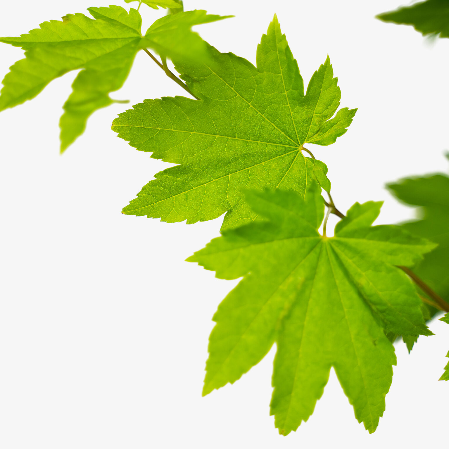 Pacific Fire Vine Maple For Sale Online | The Tree Center