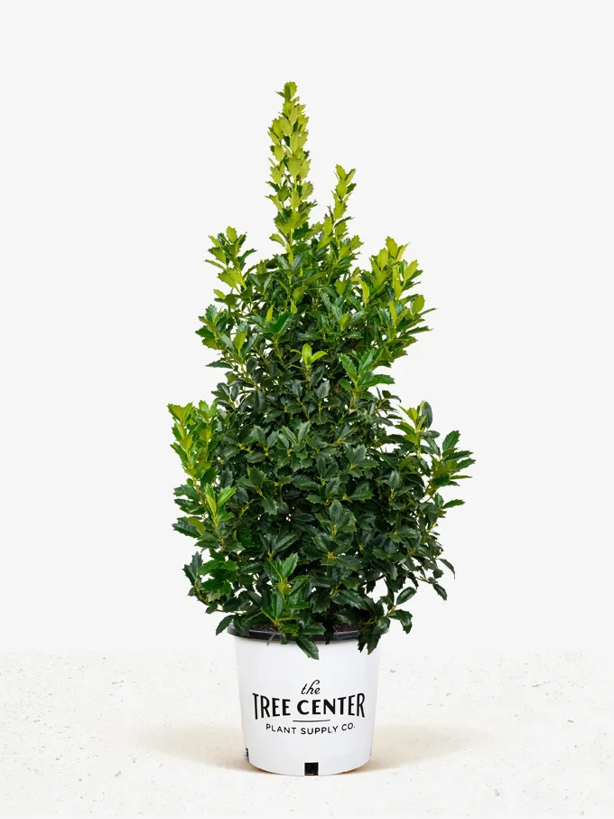 Murray Cypress Trees For Sale Online | The Tree Center