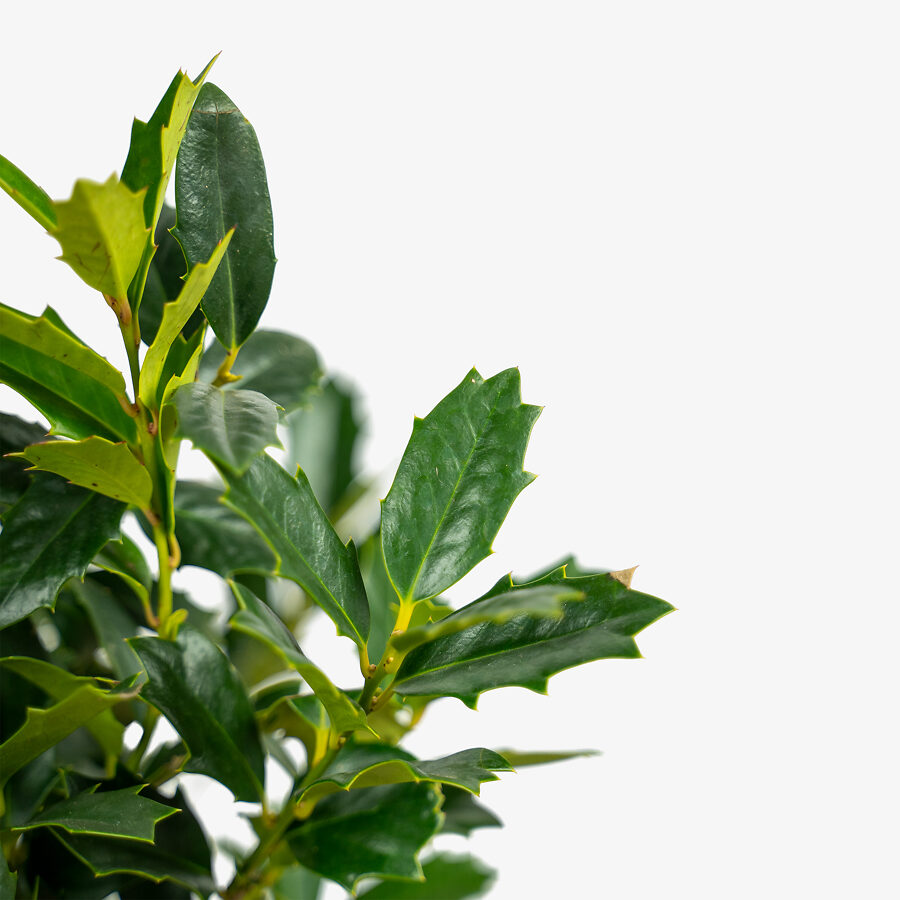 Southern Living Oakland Holly Tree | The Tree Center