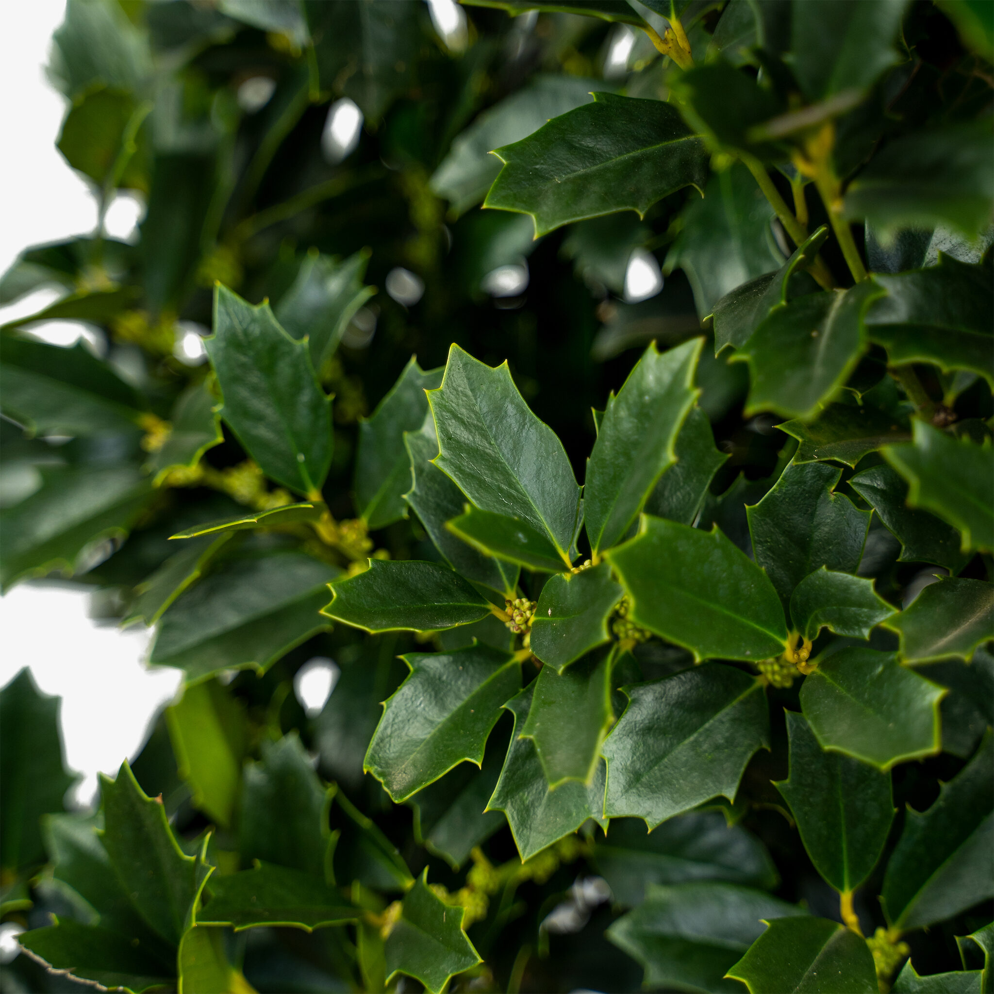 Southern Living Oakland Holly Tree | The Tree Center