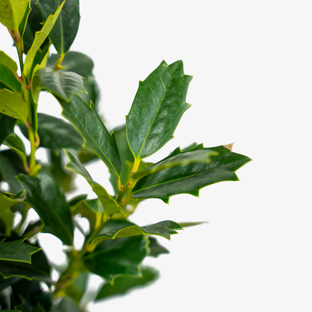 Southern Living Oakland Holly Tree | The Tree Center