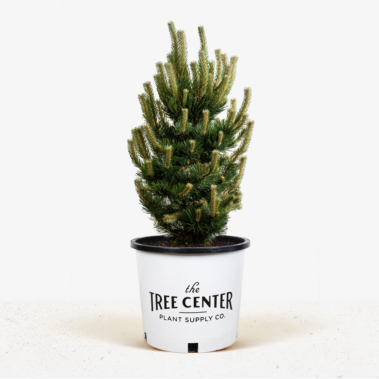 Oregon Green Austrian Pine For Sale | The Tree Center