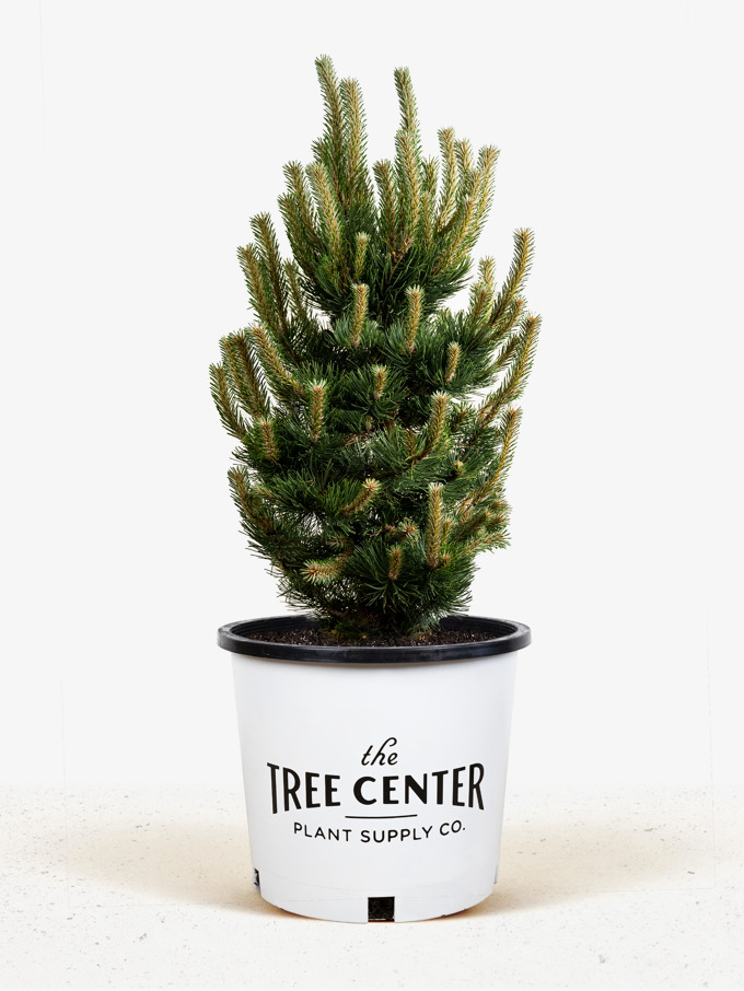 Pine Trees For Sale Online | The Tree Center