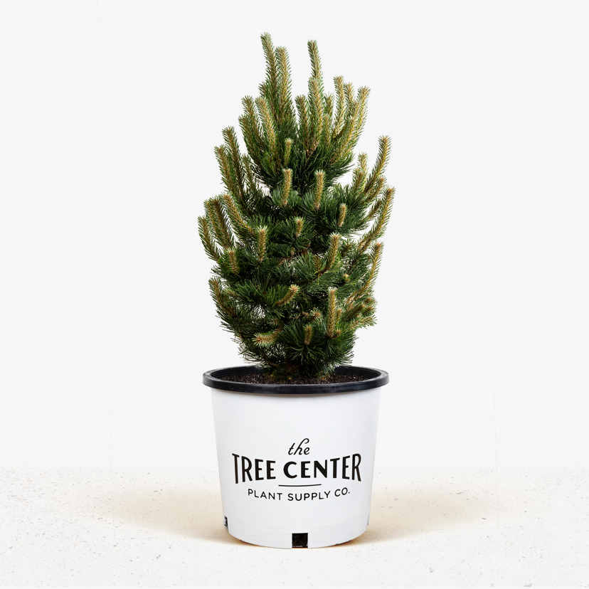 Oregon Green Austrian Pine For Sale | The Tree Center