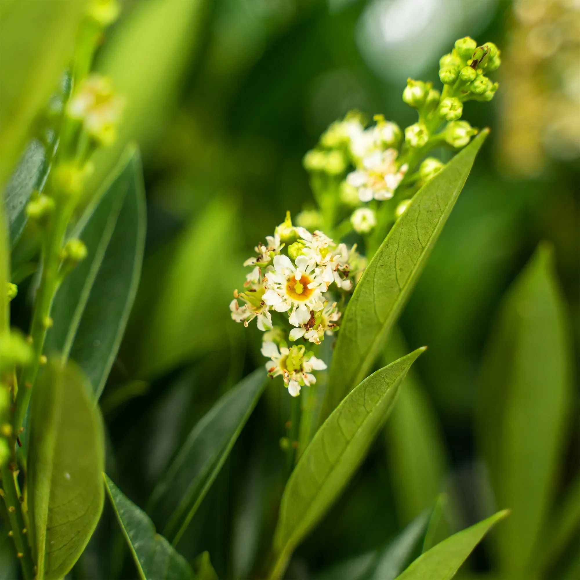 Otto Luyken Laurel For Sale | The Tree Center