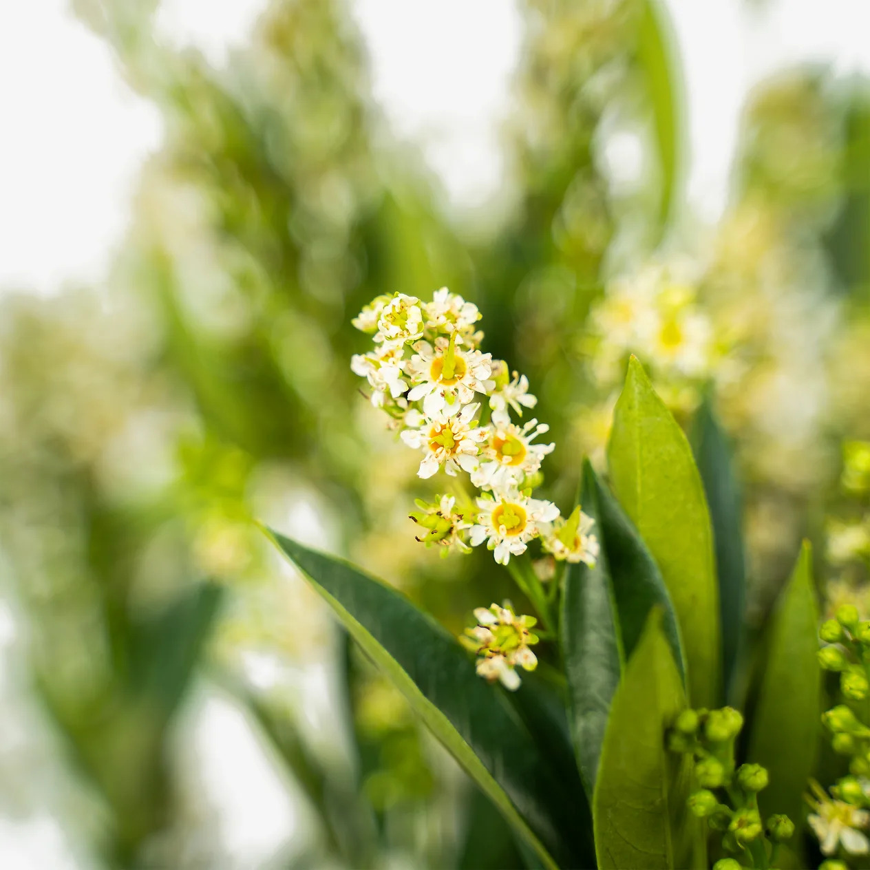 Otto Luyken Laurel For Sale | The Tree Center