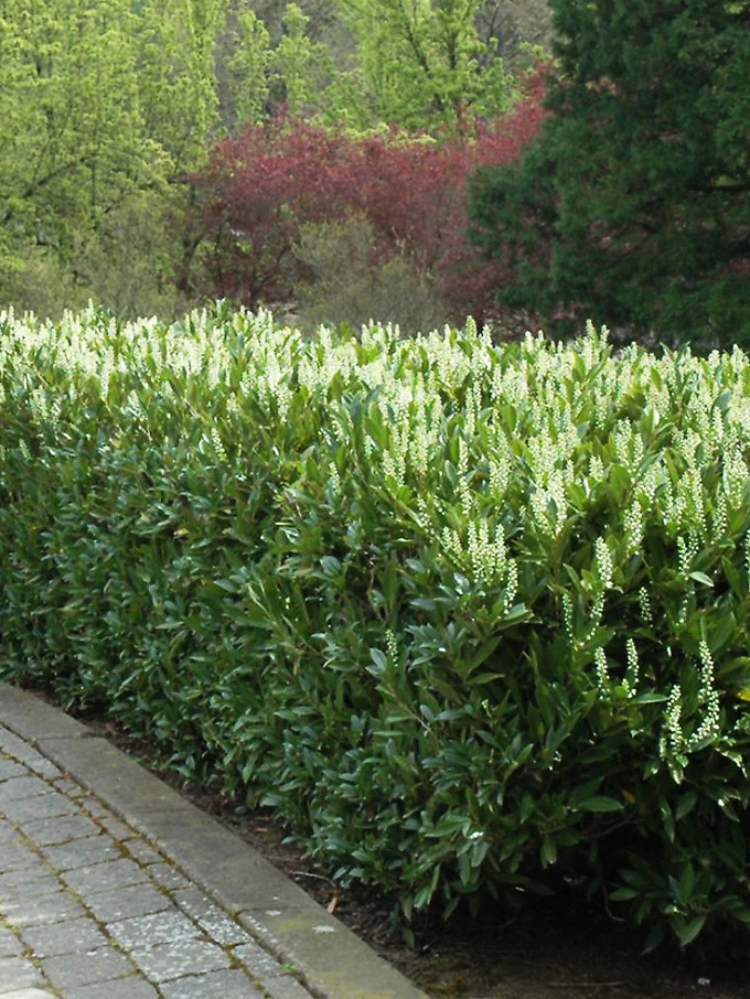 Cherry Laurels For Sale Online | The Tree Center