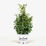 Skip Laurel Shrubs | Buy Skip Laurels Online | The Tree Center