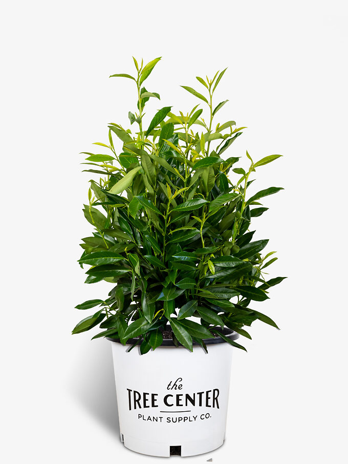 English Cherry Laurel For Sale Online | The Tree Center