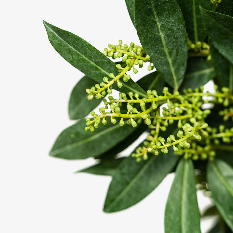 Skip Laurel Shrubs | Buy Skip Laurels Online | The Tree Center