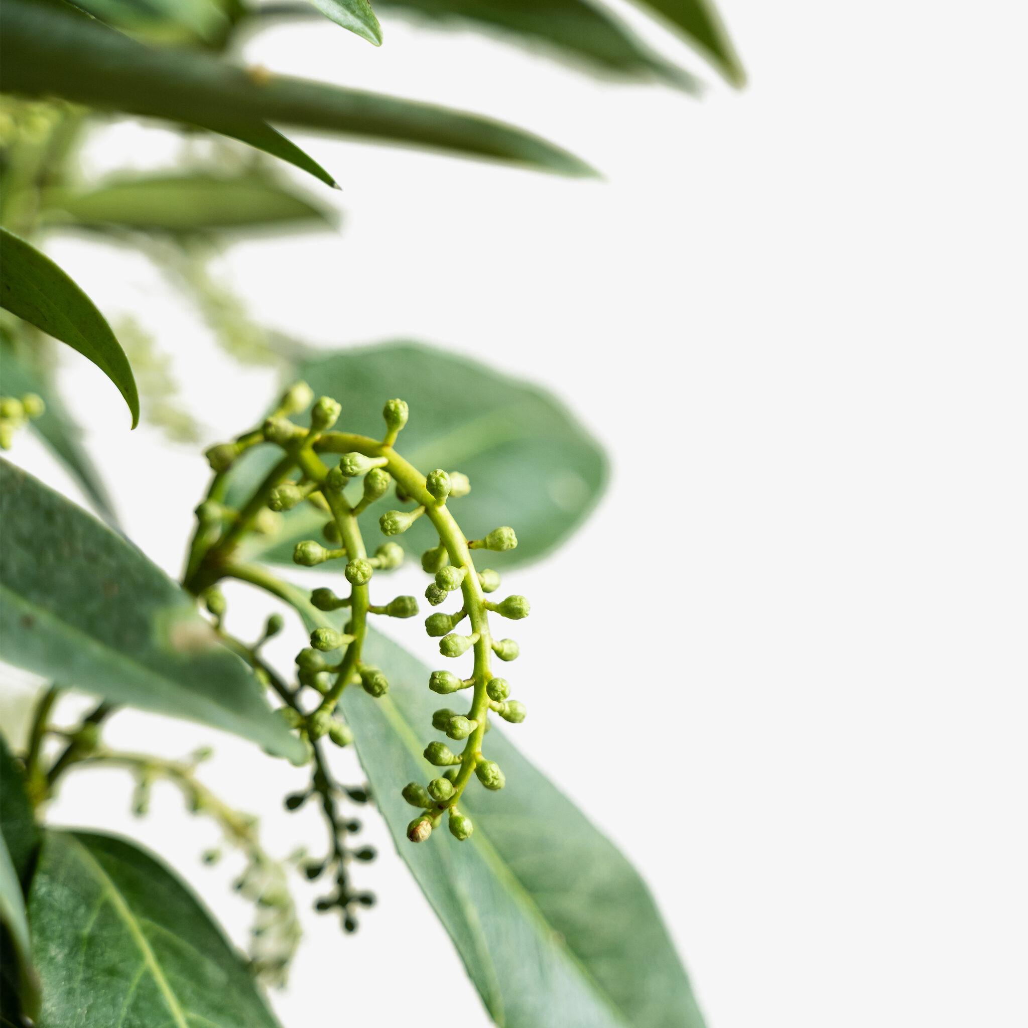 Skip Laurel Shrubs | Buy Skip Laurels Online | The Tree Center