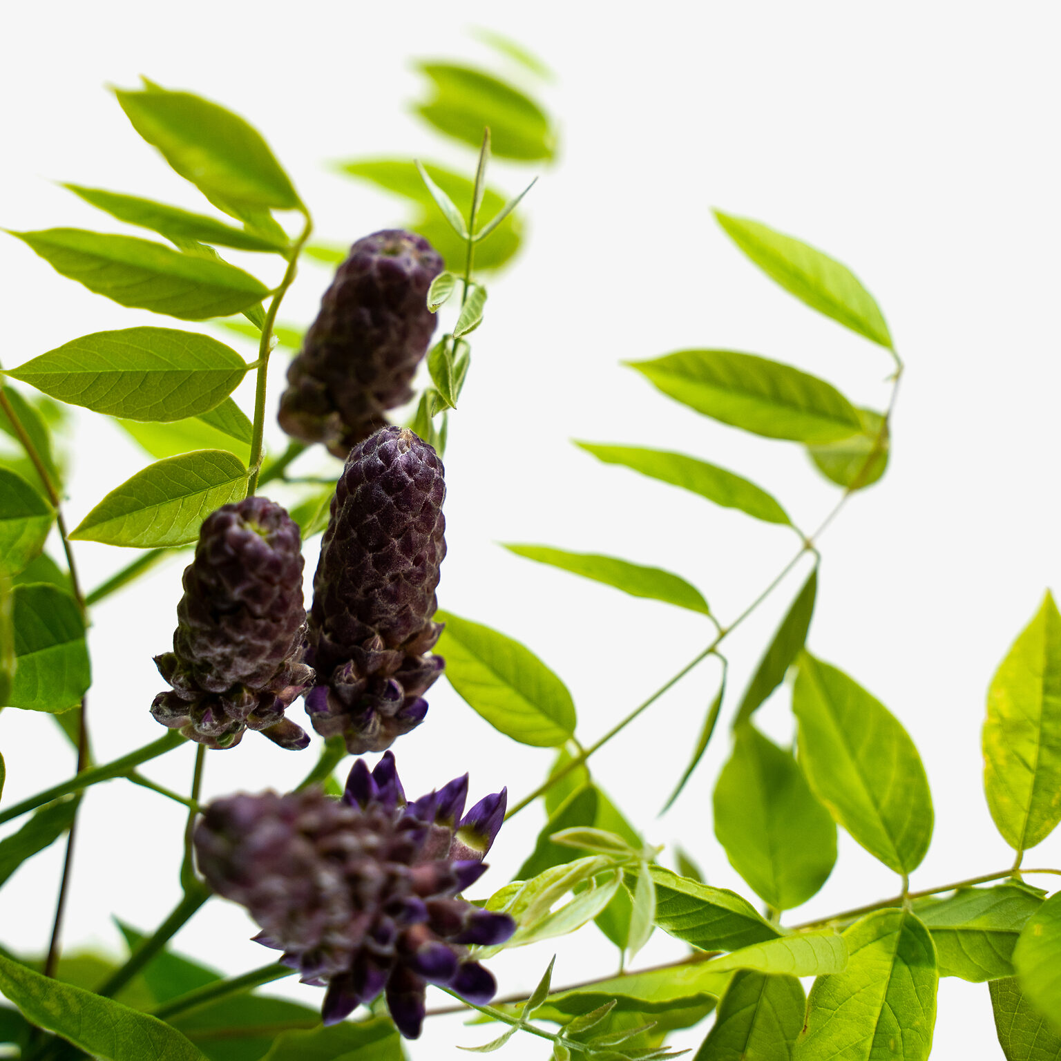 Amethyst Falls Wisteria For Sale Online | The Tree Center