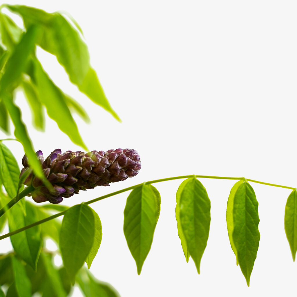 Amethyst Falls Wisteria For Sale Online | The Tree Center