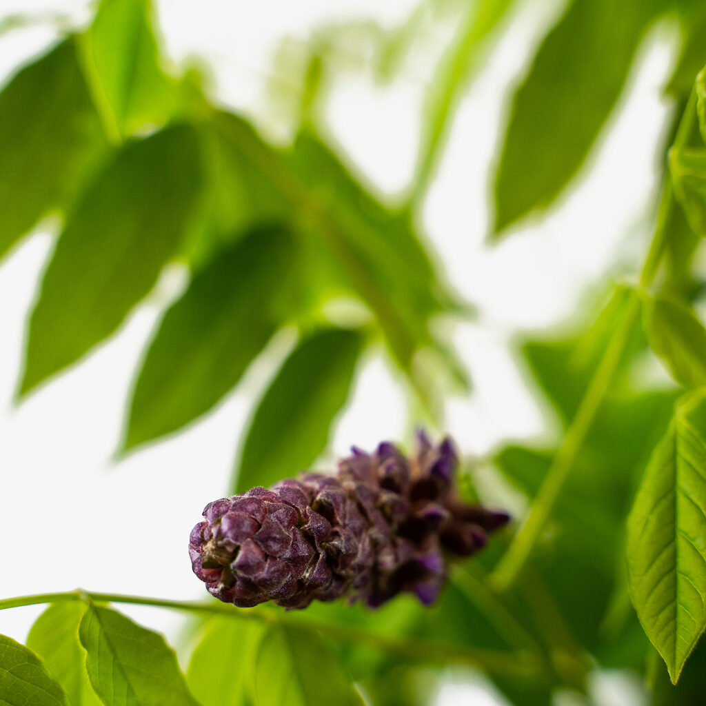 Amethyst Falls Wisteria For Sale Online | The Tree Center