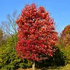 Autumn Flame Red Maple For Sale | The Tree Center