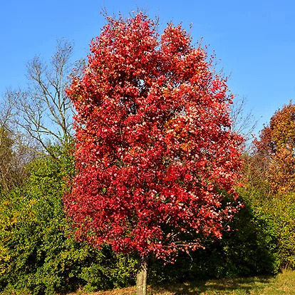 Autumn Flame Red Maple For Sale | The Tree Center