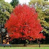 Autumn Flame Red Maple For Sale | The Tree Center
