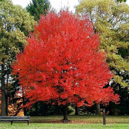 Autumn Flame Red Maple For Sale | The Tree Center