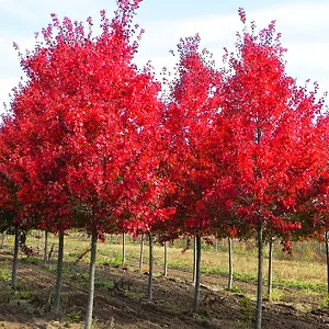 Autumn Flame Red Maple For Sale | The Tree Center