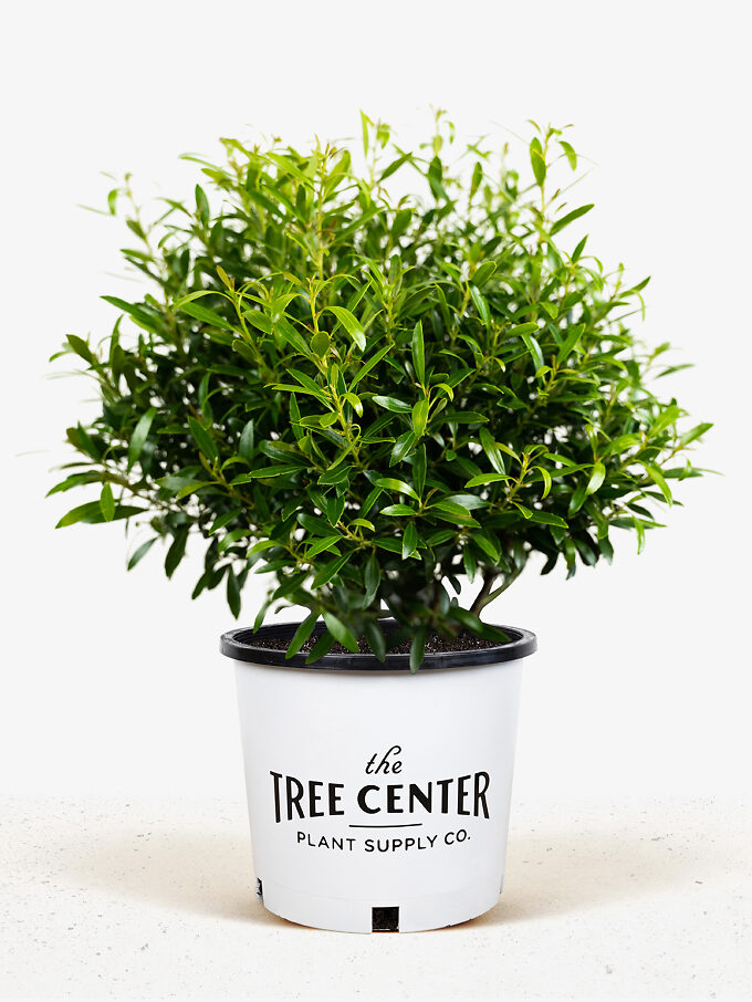 Holly Bushes & Trees For Sale Online | The Tree Center